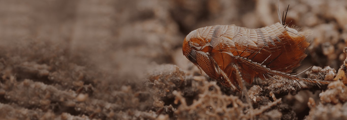 Flea Control Brenda Park | 0480090710 | 24*7 Pest Control Services