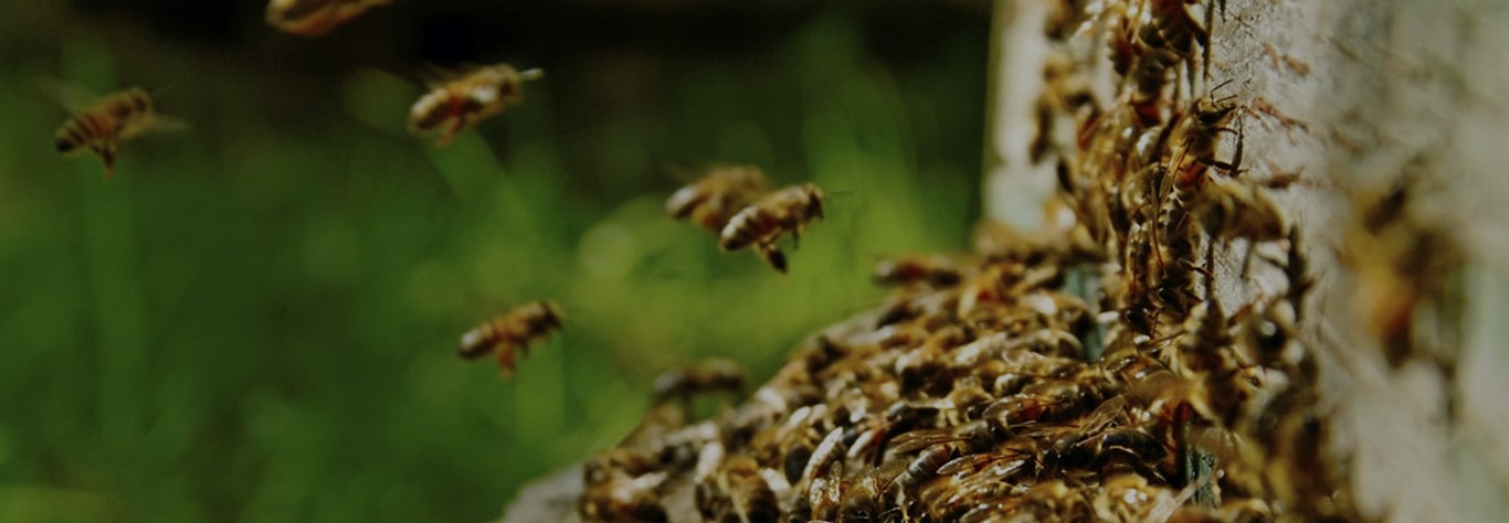Bee Control Bedford Park | 0480090710 | 24*7 Pest Control Services